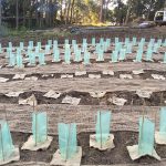 Bush Regeneration, Ecological Restoration, Ecosystem Rehabilitation ...